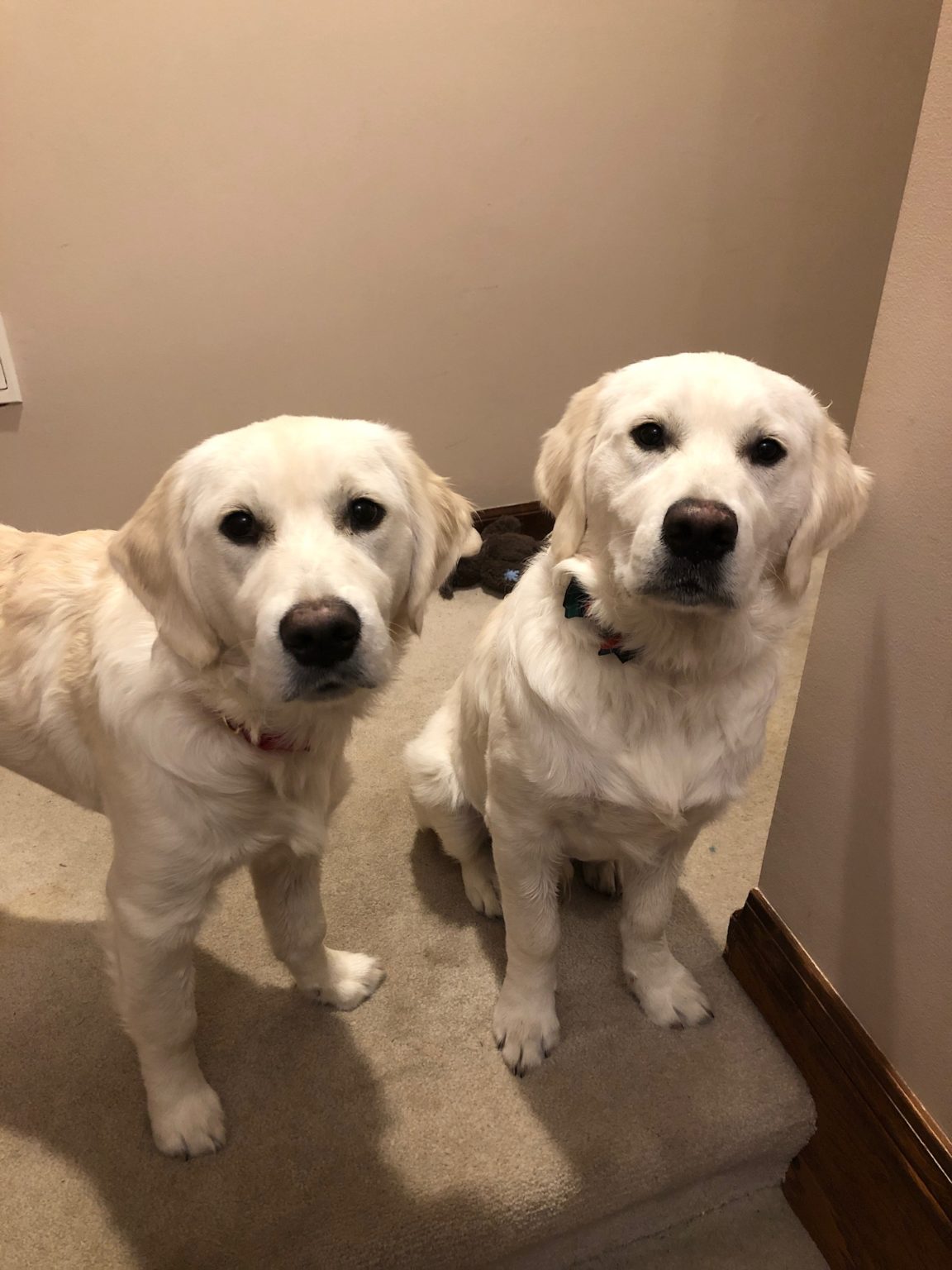 Pictures - White Goldens RI